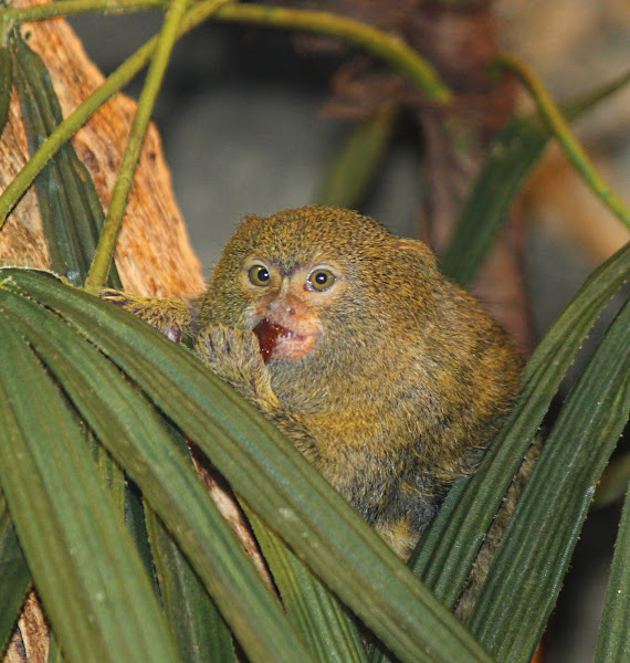 pygmy marmoset / dwarf monkey | Project Noah