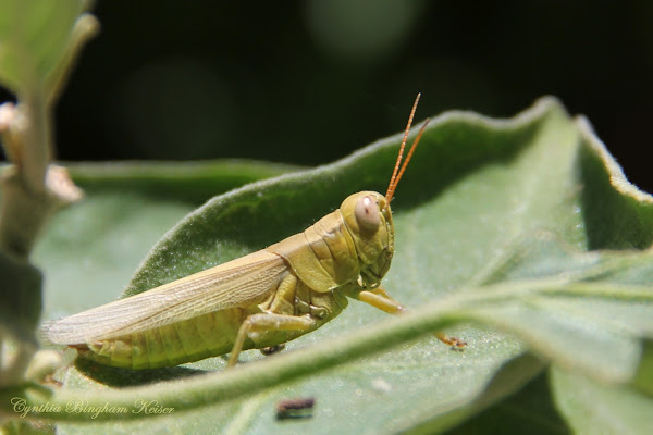 Valley Grasshopper | Project Noah