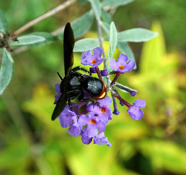 Blue-winged wasp | Project Noah
