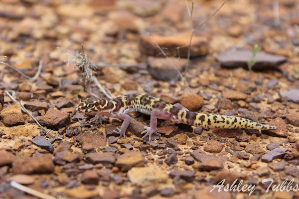 Texas Banded Gecko | Project Noah