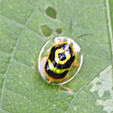 Ringed Tortoise Beetle / Golden Target Beetle | Project Noah