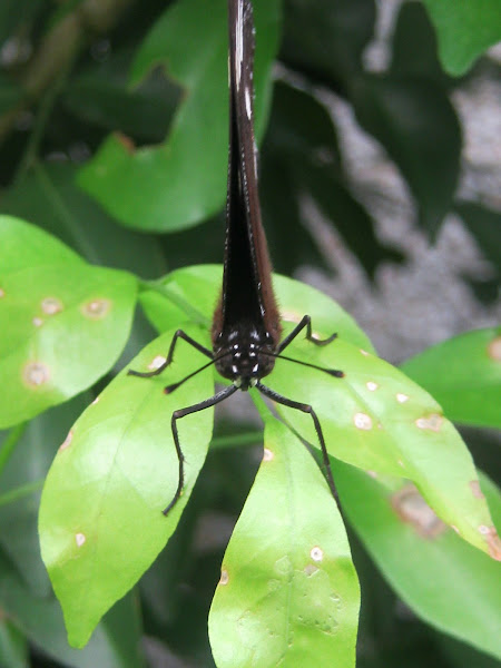 Varied Eggfly (male) | Project Noah