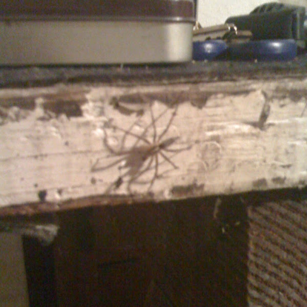 Spider | Project Noah