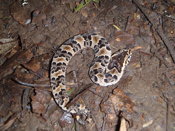 False Fer-de-lance | Project Noah