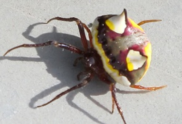 Two-spined Spider | Project Noah