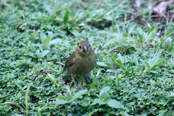 Variable Seedeater | Project Noah
