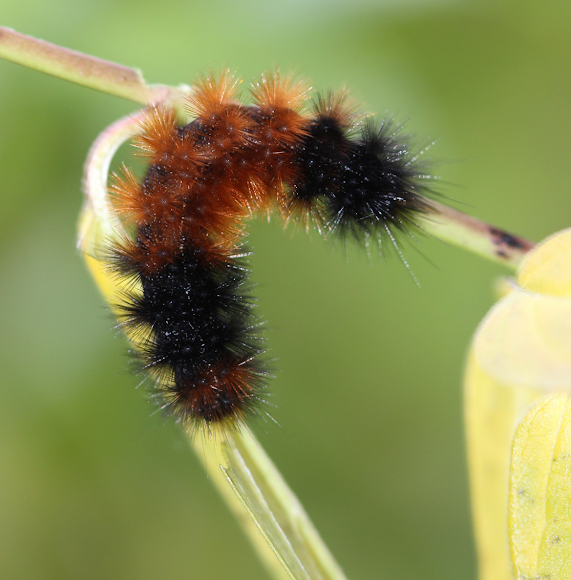Banded woolly bear caterpillar | Project Noah
