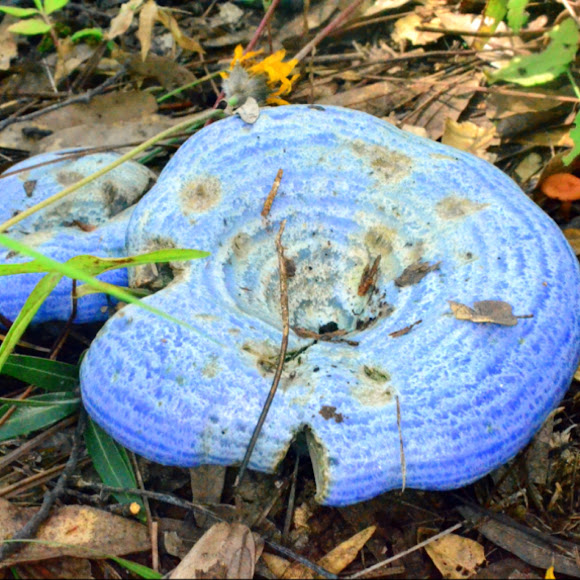 Blue milk-cap | Project Noah