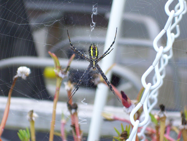 Banded Garden Spider | Project Noah