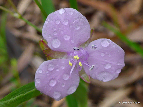 Lawn Lily, Slug Herb | Project Noah