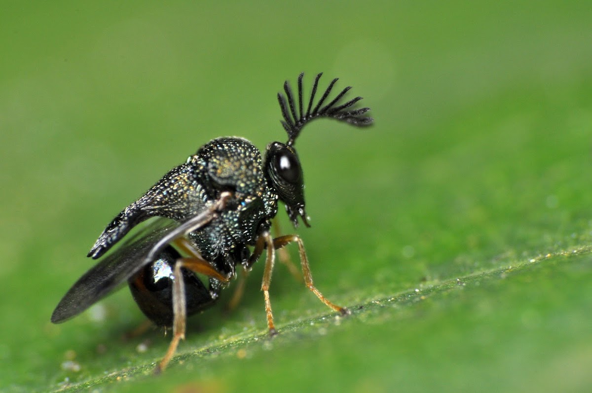 Eucharitid wasp | Project Noah