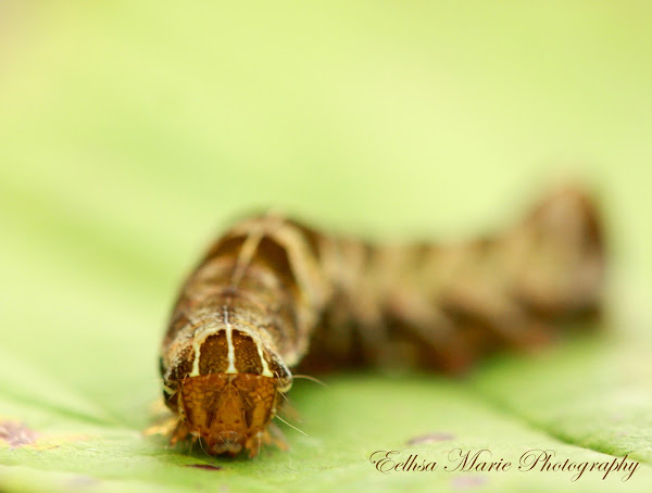 Hitched Arches (Caterpillar) | Project Noah