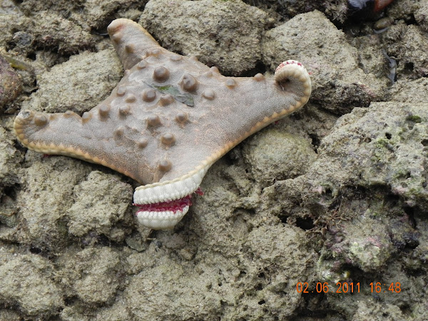 Sea Star | Project Noah