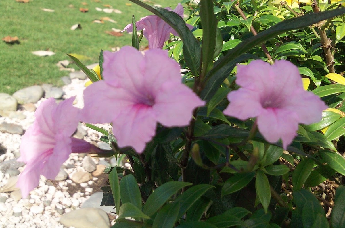 Mexican Petunia | Project Noah