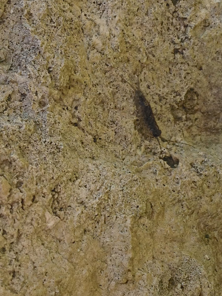 Rock Slater | Project Noah