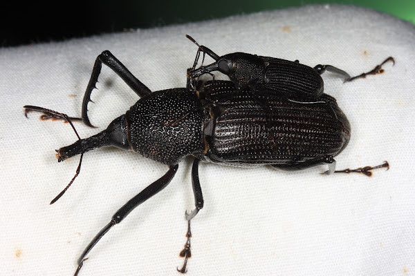 Bearded Weevil | Project Noah