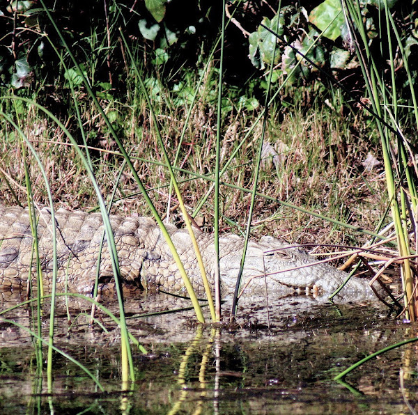 Nile Crocodile | Project Noah
