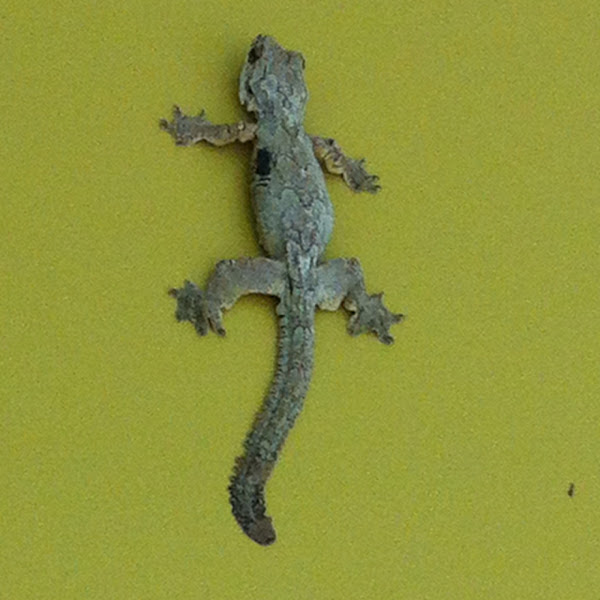 Smooth backed gliding gecko | Project Noah