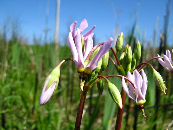 Shooting Star | Project Noah