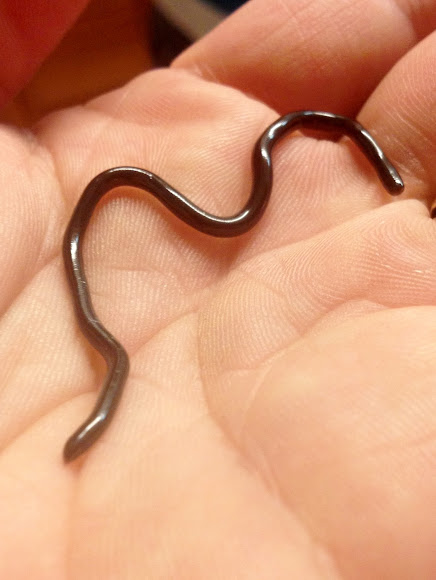 Brahminy Blind Snake | Project Noah
