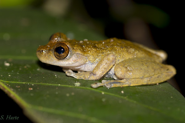 Common Mistfrog | Project Noah