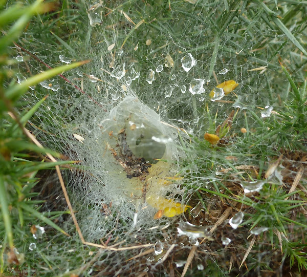Labyrinth Spider | Project Noah
