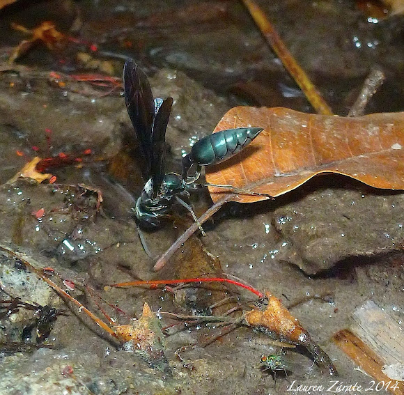 Carton Wasp | Project Noah