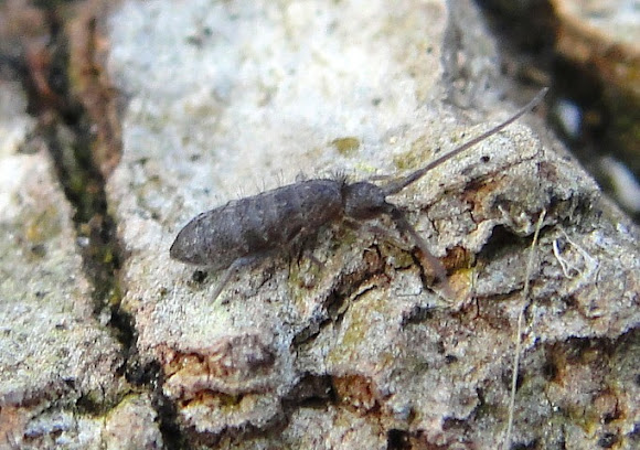 Springtails (various species) | Project Noah