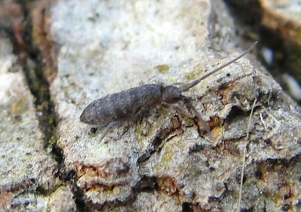 Springtails (various species) | Project Noah