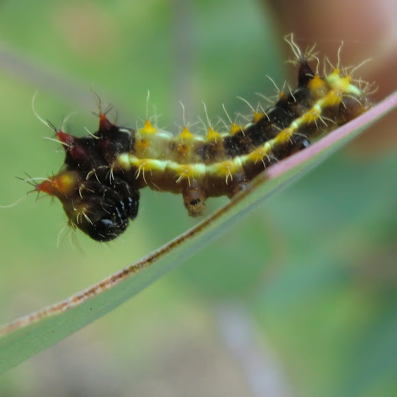 Emperor gum moth (larva) | Project Noah