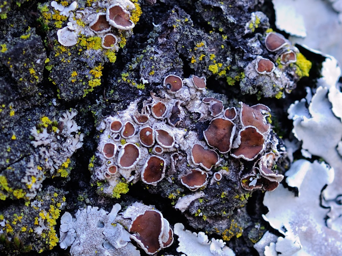 parmelia quercina | Project Noah