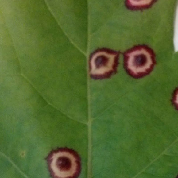 Maple Leaf Spot Gall | Project Noah