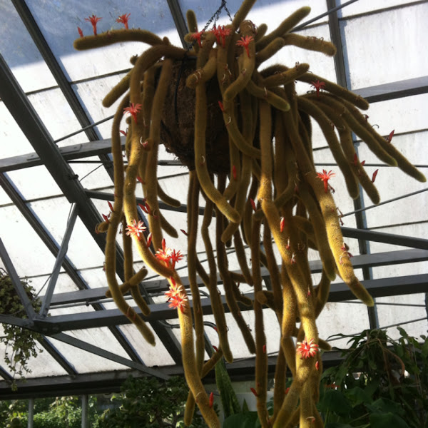 Blooming cactus | Project Noah