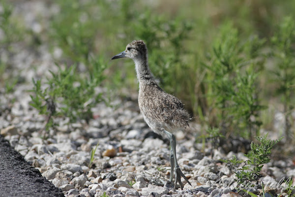 Willet (Baby) | Project Noah