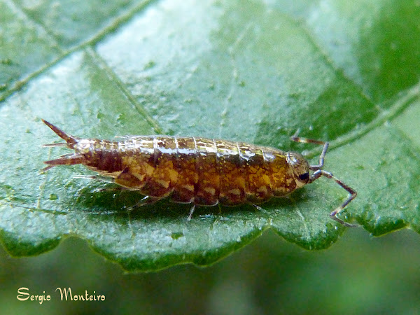 Amphipod crustacean | Project Noah