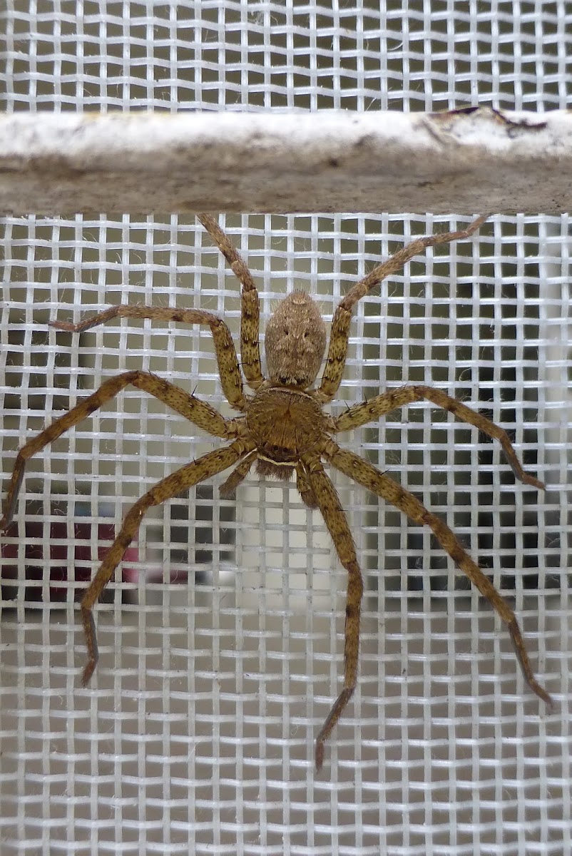 Huntsman spider (female) | Project Noah