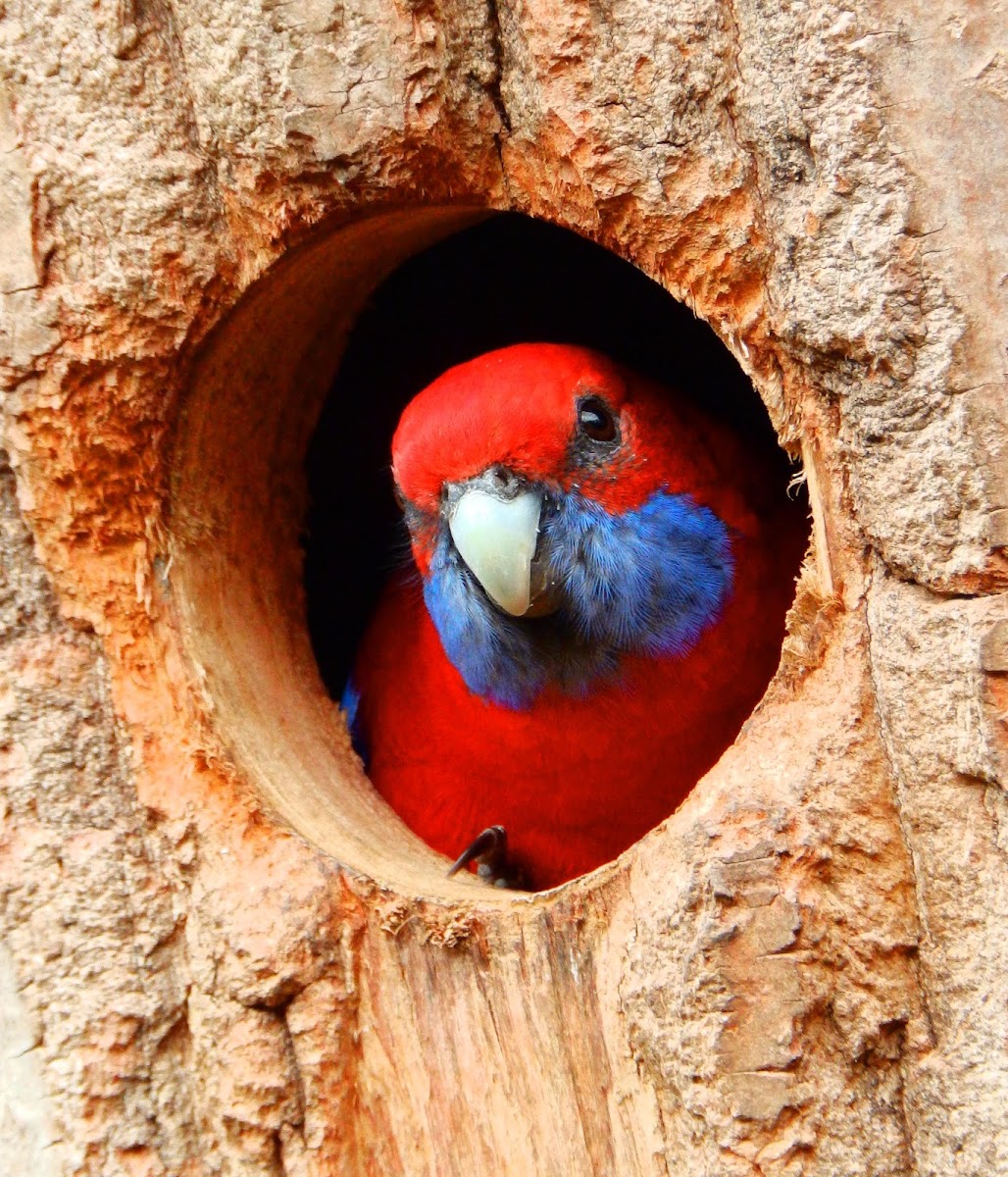 Crimson rosella | Project Noah