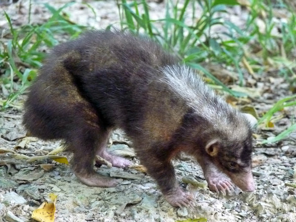 Palawan stink badger | Project Noah