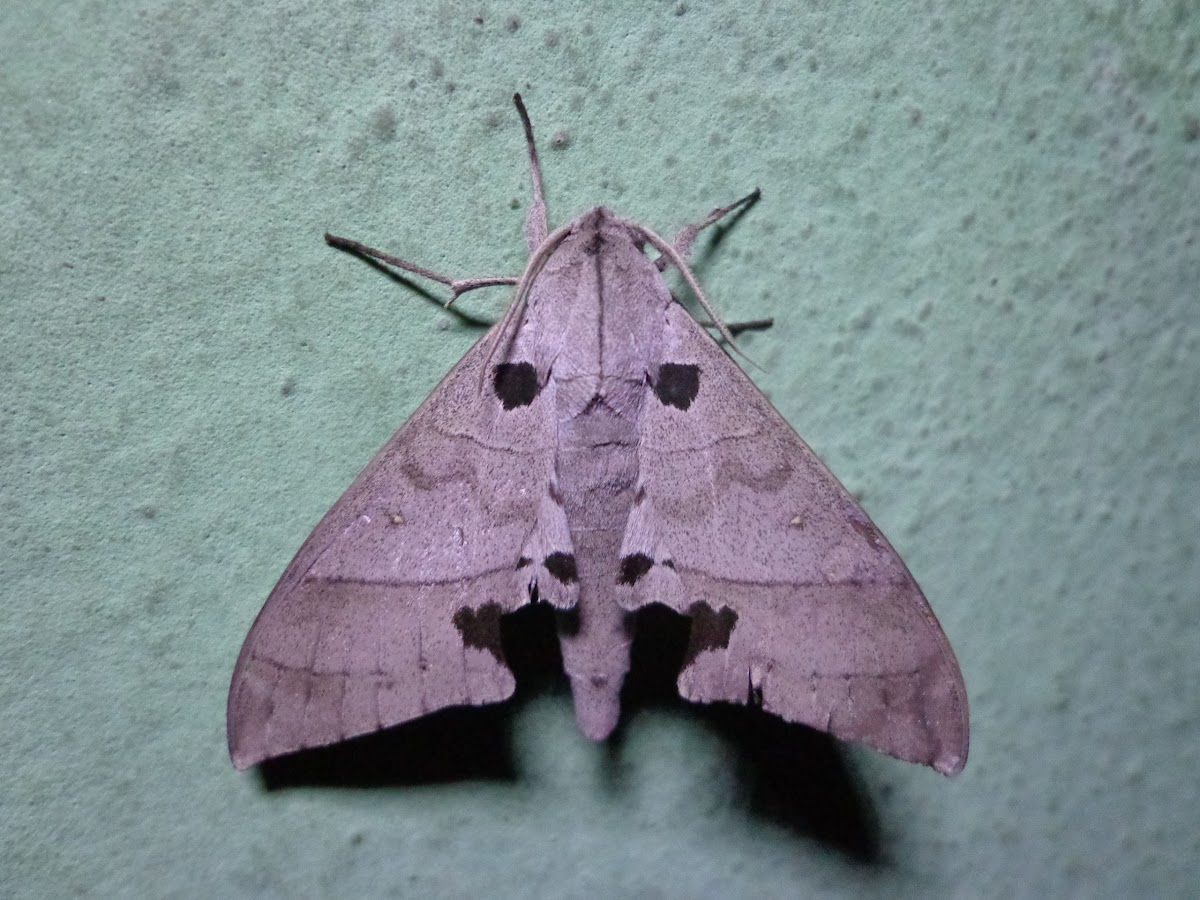 Hawk moth | Project Noah
