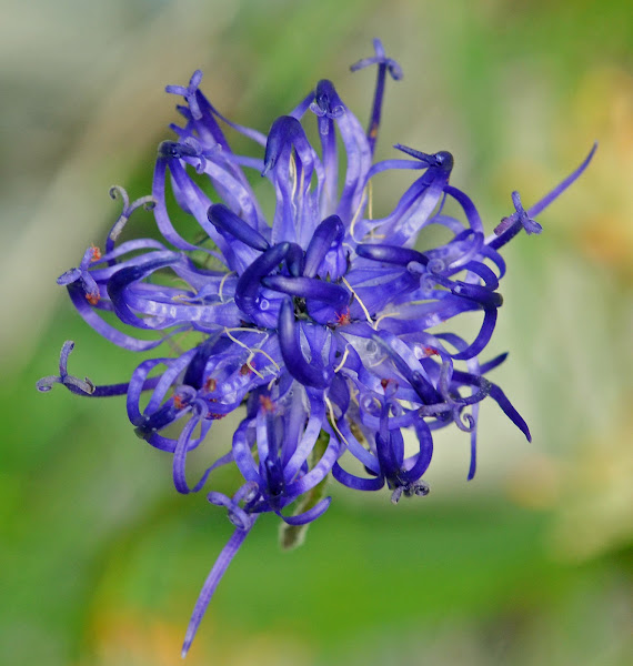 Round-headed rampion | Project Noah