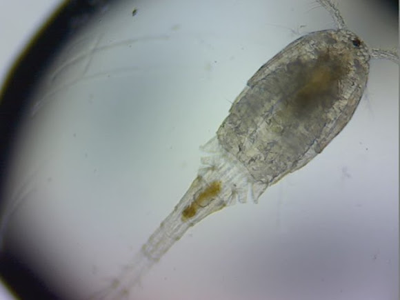 Cyclops | Project Noah