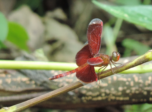 Common parasol | Project Noah