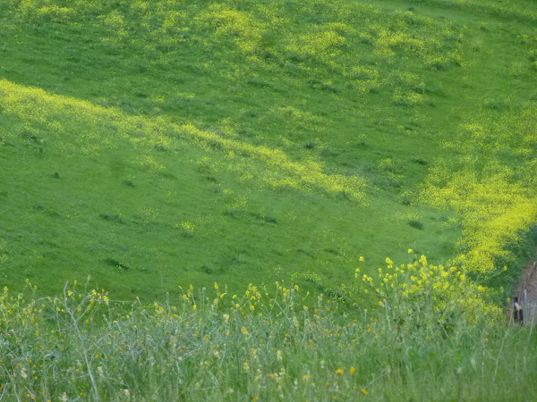 Mustard Fields | Project Noah