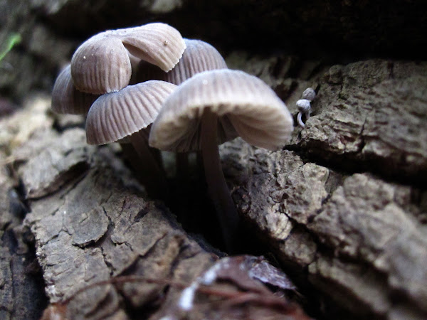 unk (poss. Pink Mycena - Mycena pura?) | Project Noah