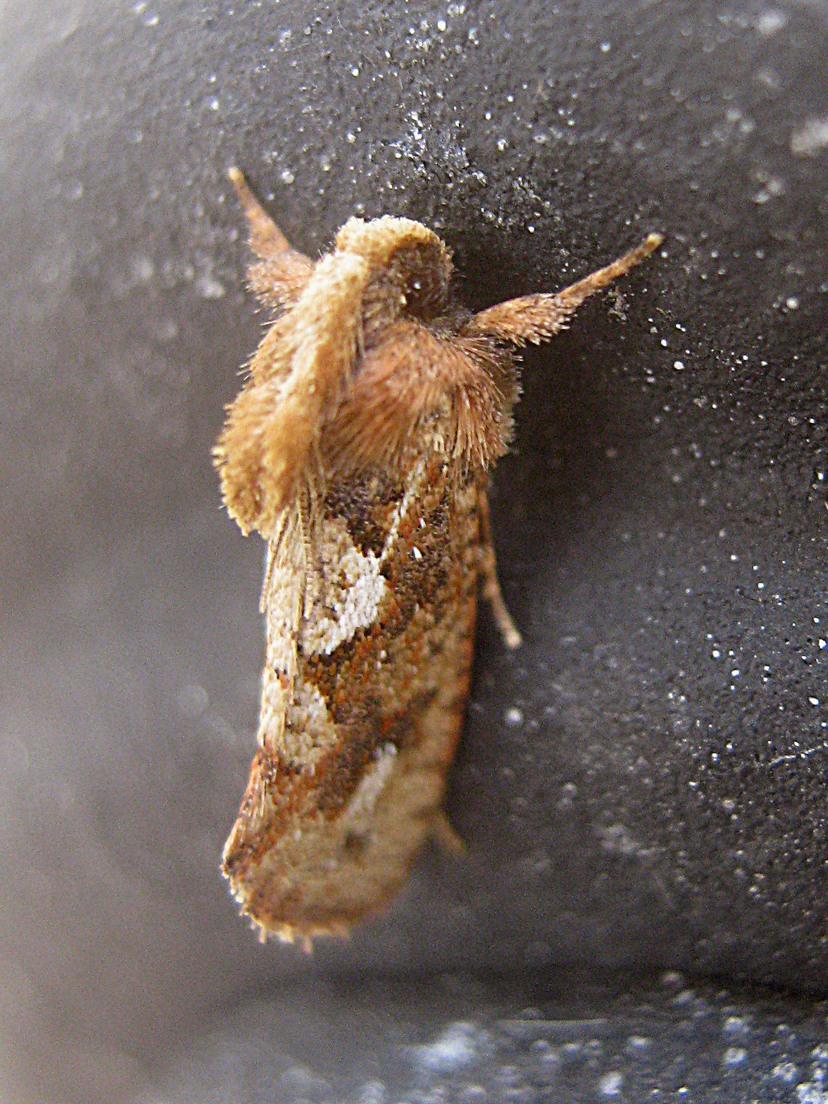 Grass Tubeworm Moth | Project Noah