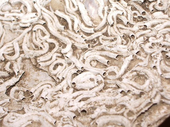 Fossilized worm tubs | Project Noah