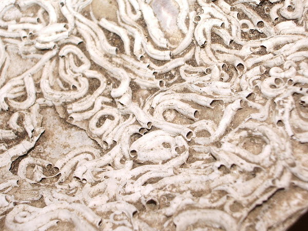 Fossilized worm tubs | Project Noah