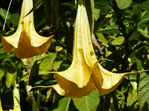 Angel's trumpet | Project Noah
