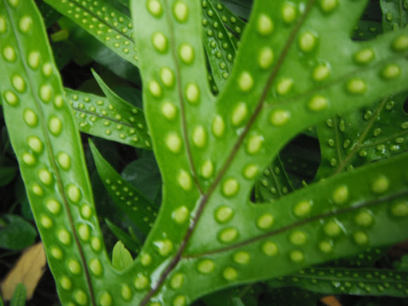 laua'e fern | Project Noah