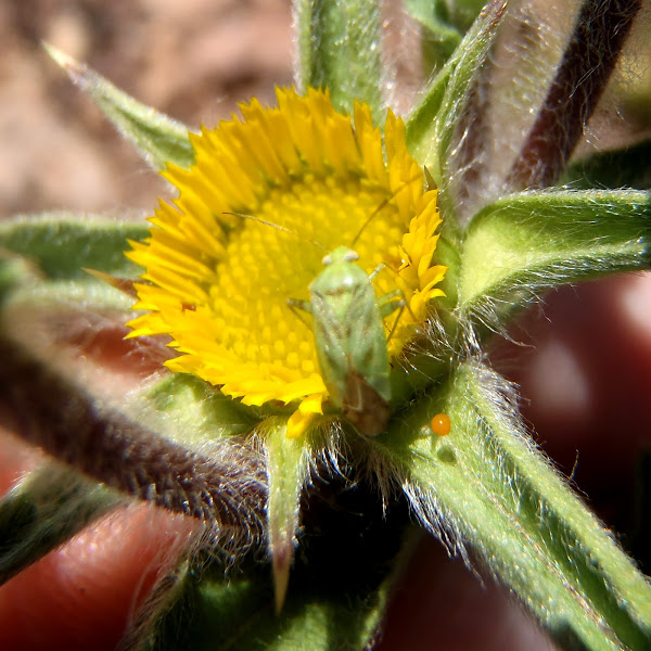 Common green capsid. Chinche de las flores | Project Noah